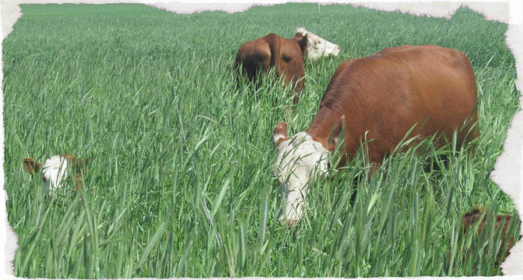 Grazing Sheep Vs. Cattle on Cover Crop – Brouwer Berries